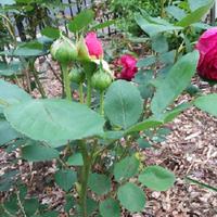 Photo of the closeup of buds, sepals and receptacles of Rose (Rosa ...