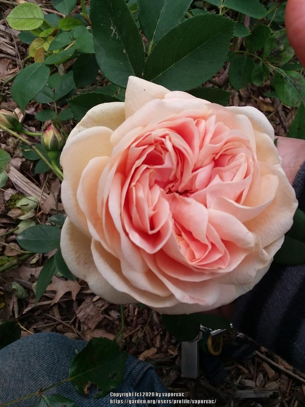 Rose (Rosa 'Star of the Republic') in the Roses Database - Garden.org