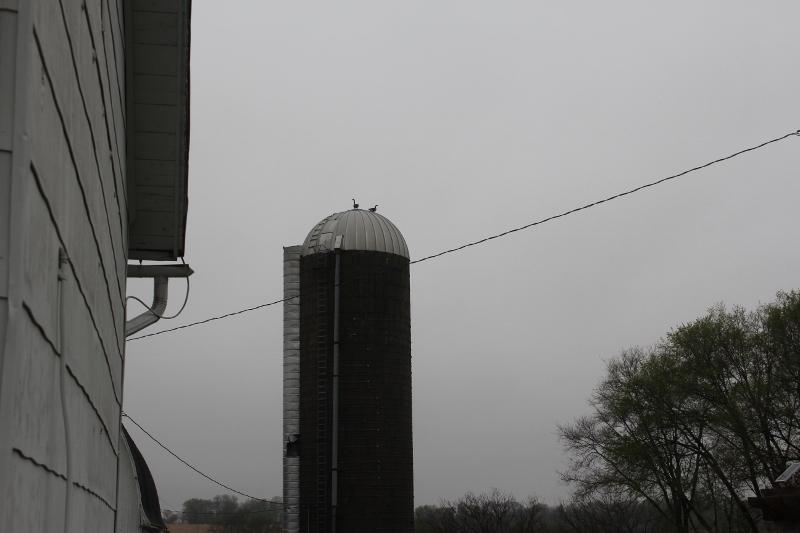 Random photos of OPL in the Sandbox forum - Garden.org