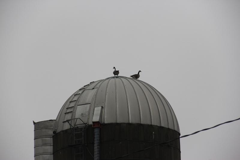 Random photos of OPL in the Sandbox forum - Garden.org