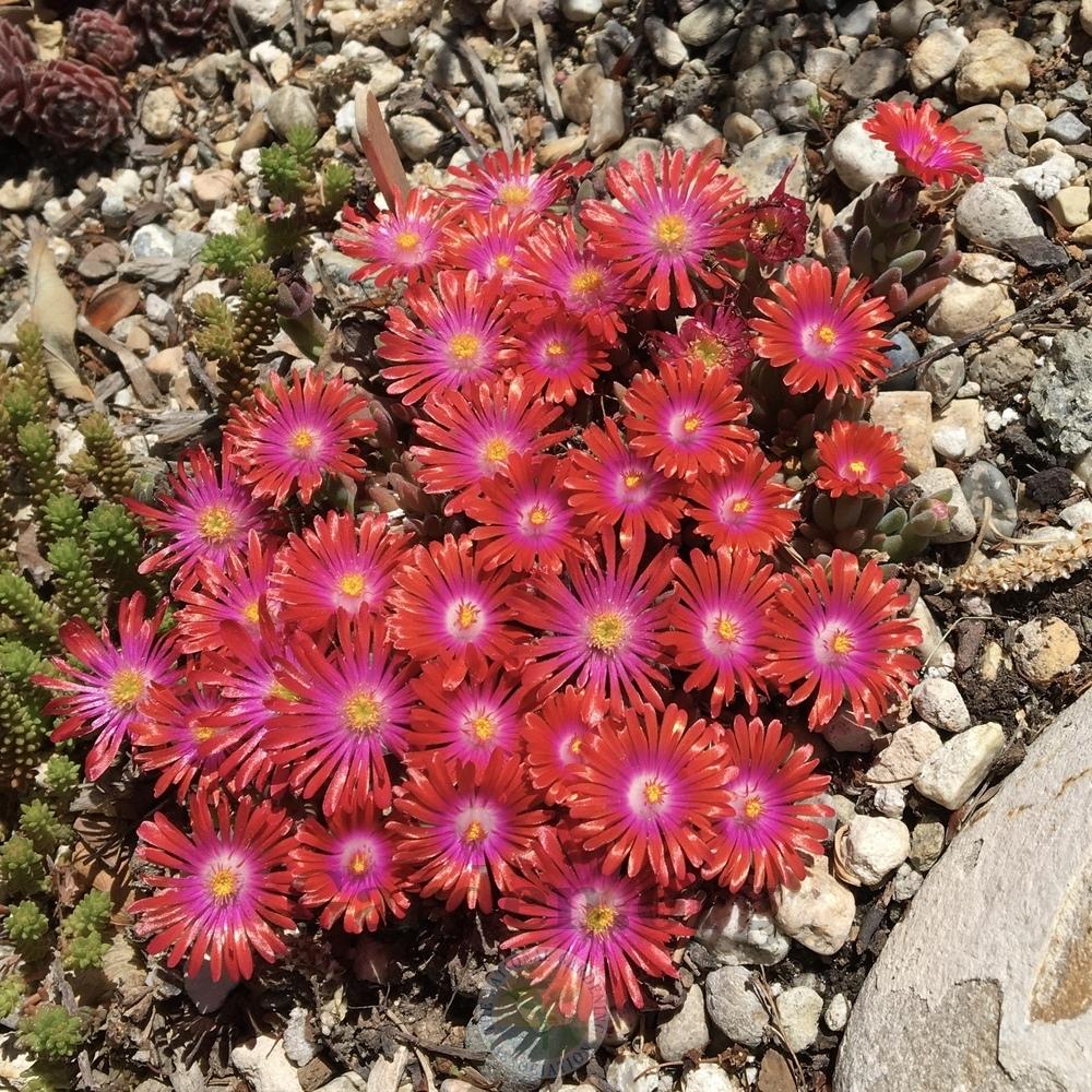 Photo of the bloom of Ice Plant (Delosperma 'Jewel of Desert Garnet ...