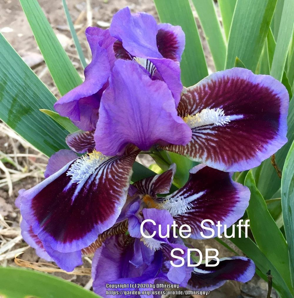Standard Dwarf Bearded Iris (Iris 'Cute Stuff') in the Irises Database ...