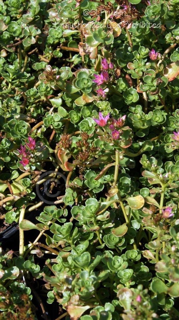 Two-Row Stonecrop (Phedimus spurius 'Royal Pink') - Garden.org
