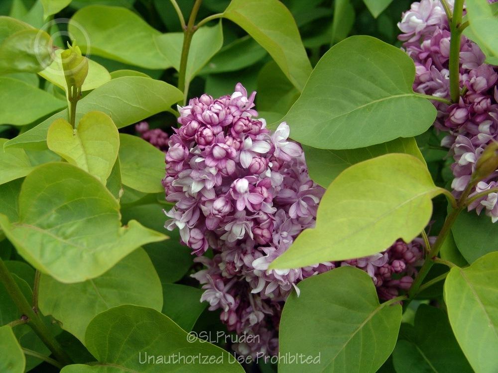Common Lilac (Syringa vulgaris 'Mrs. Edward Harding') in the Lilacs ...