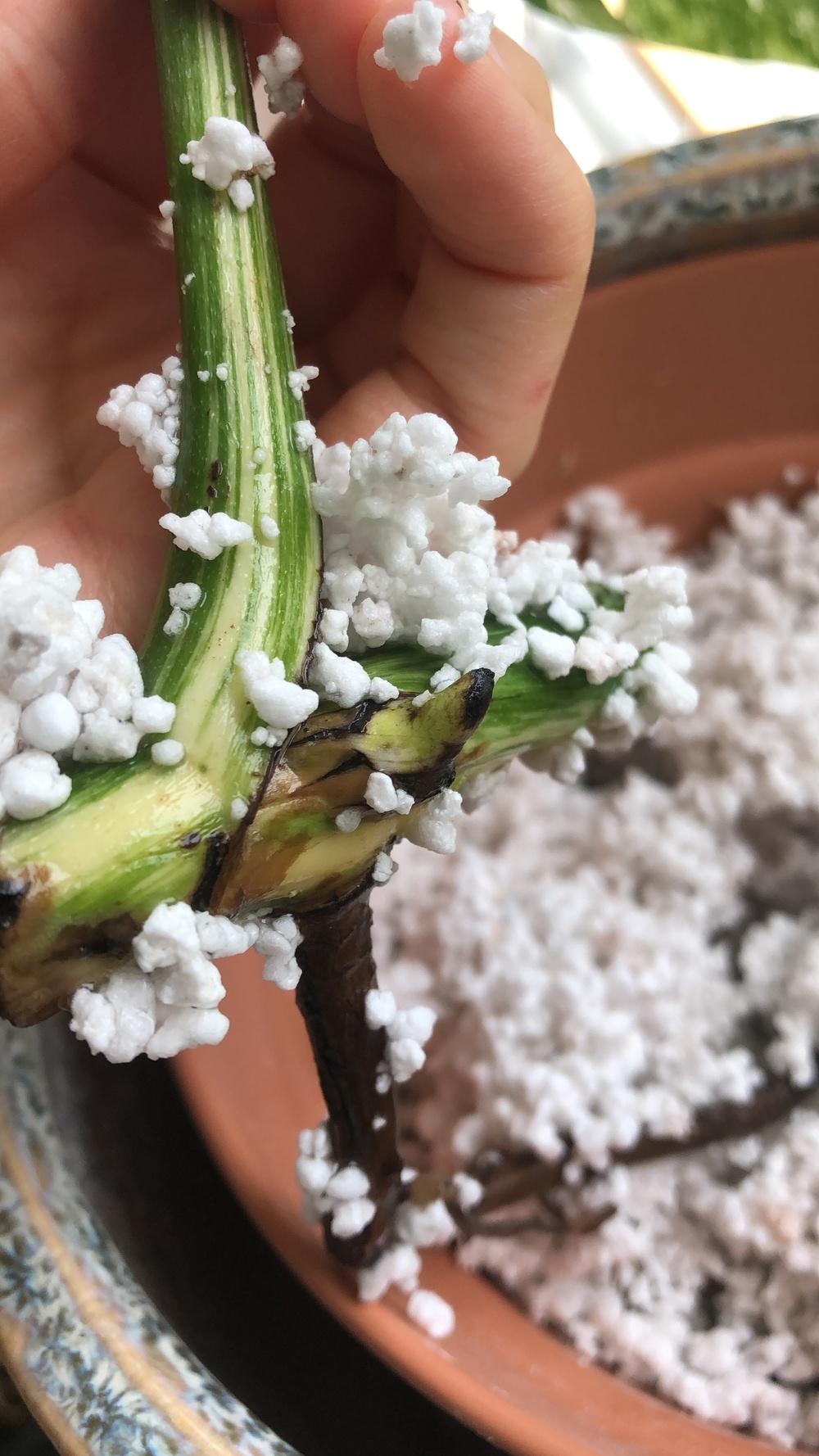 rotting variegated Monstera propagation in the Propagation forum ...