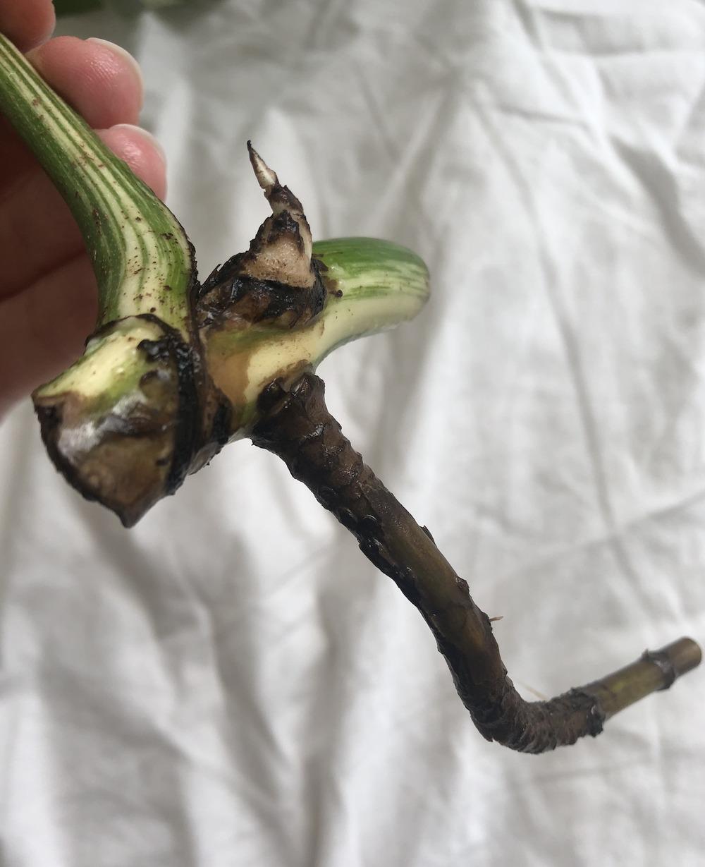 rotting variegated Monstera propagation in the Propagation forum ...