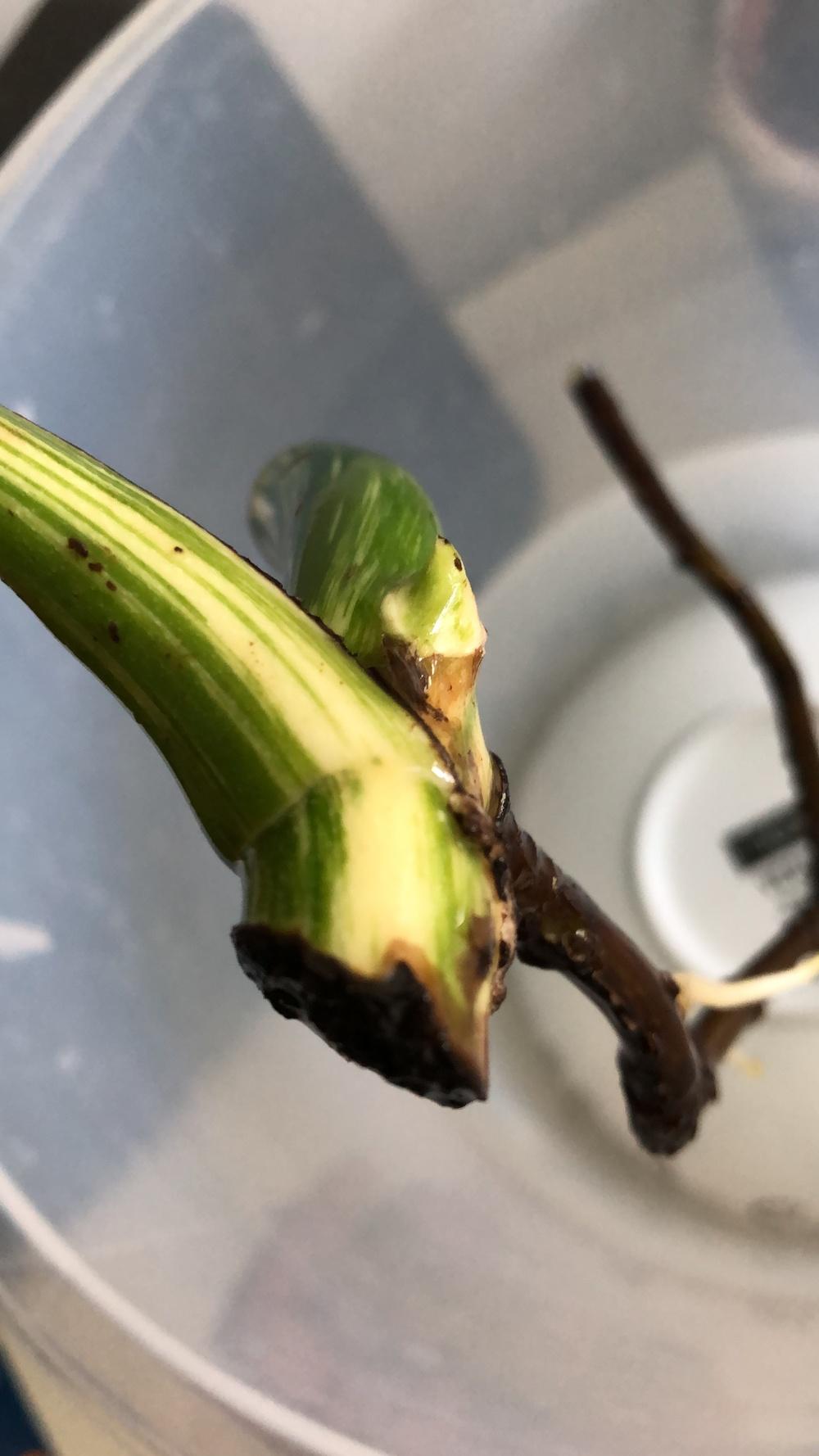 rotting variegated Monstera propagation in the Propagation forum ...
