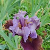 Tall Bearded Iris (Iris 'Rum is the Reason') in the Irises Database ...