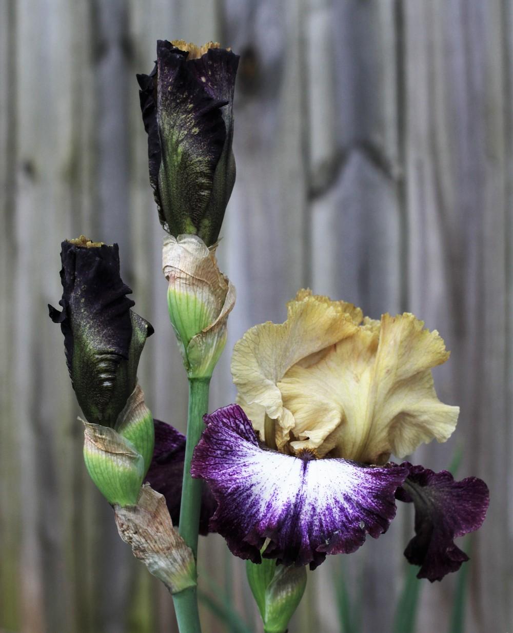 Photo of the stem, scape, stalk or bark of Tall Bearded Iris (Iris ...