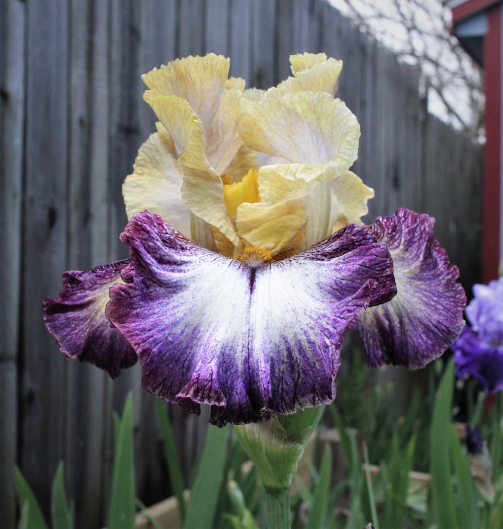 Photo of the bloom of Tall Bearded Iris (Iris 'Margin Call') posted by ...