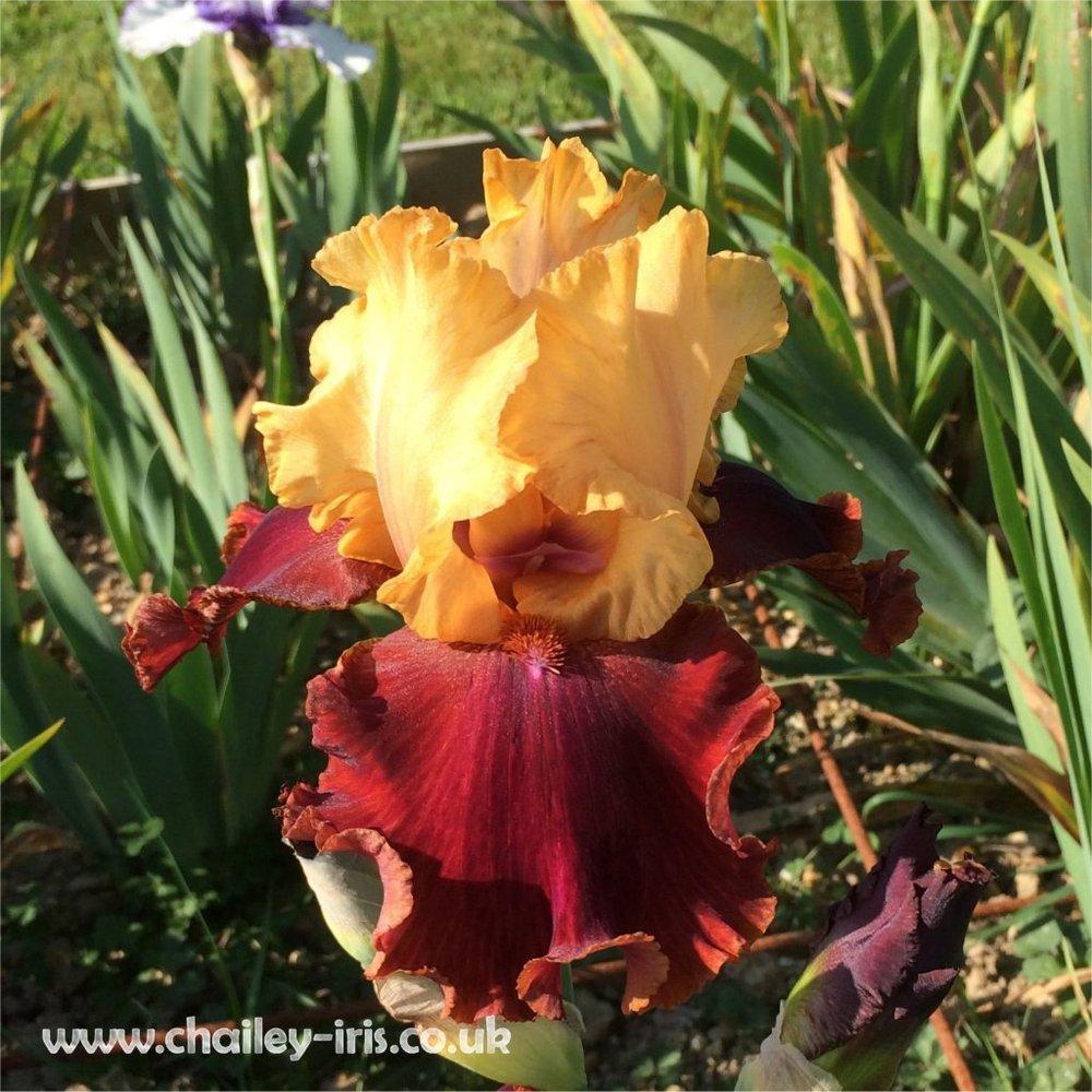 Tall Bearded Iris (Iris 'Smart Move') in the Irises Database - Garden.org