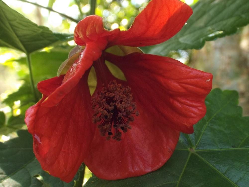 Abutilons: Plant Care and Collection of Varieties - Garden.org