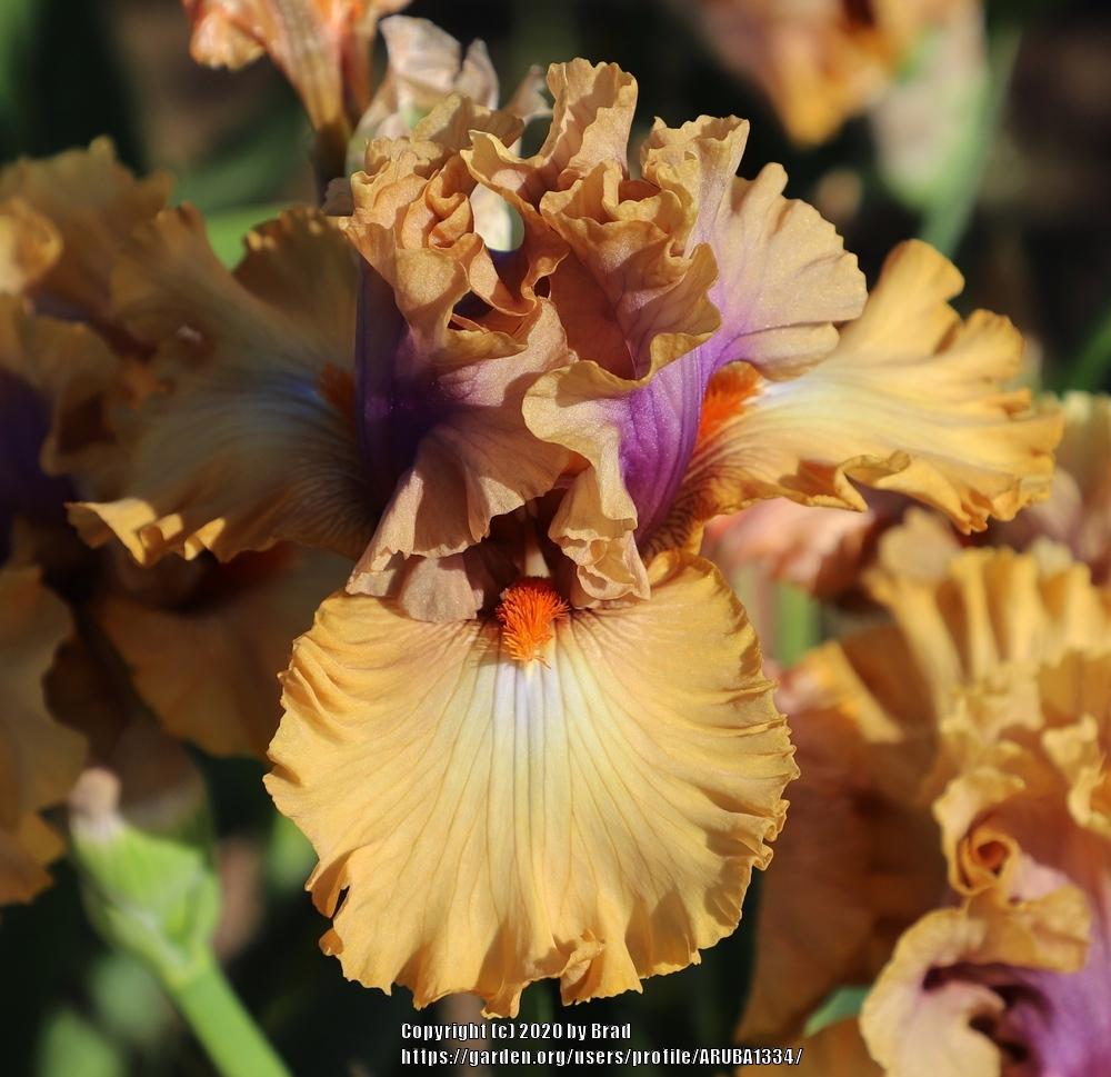Photo of the bloom of Tall Bearded Iris (Iris 'Color Capers') posted by ...
