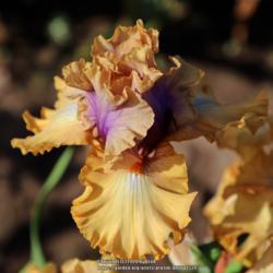 Tall Bearded Iris (Iris 'Color Capers') in the Irises Database - Garden.org