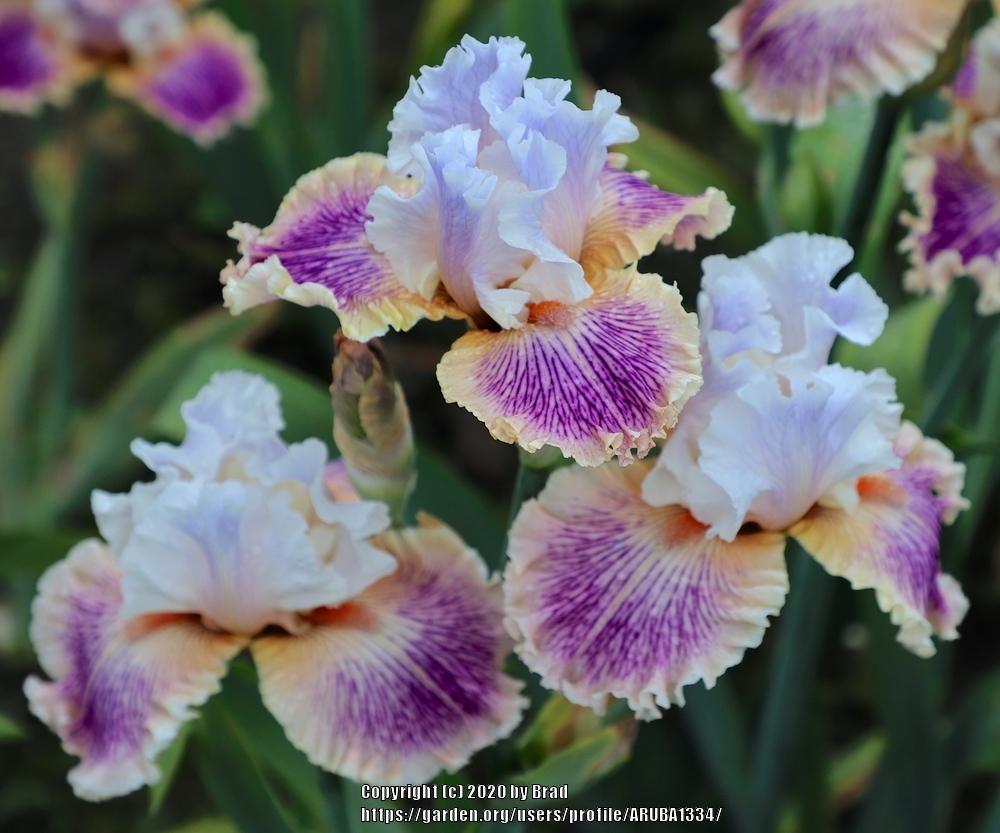 Photo of the bloom of Tall Bearded Iris (Iris 'Open Heart') posted by ...