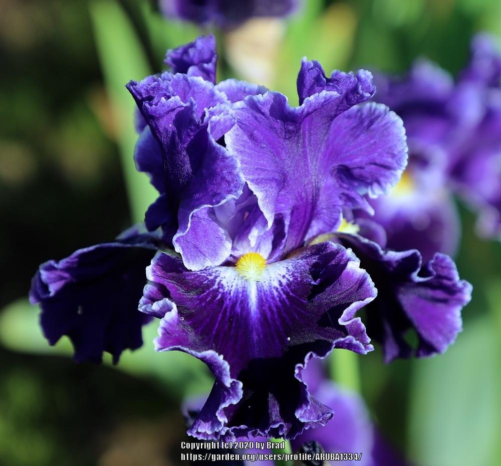Photo of the bloom of Tall Bearded Iris (Iris 'Dark Universe') posted ...