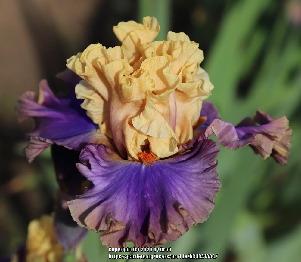 Photo of the bloom of Tall Bearded Iris (Iris 'True Colors') posted by ...
