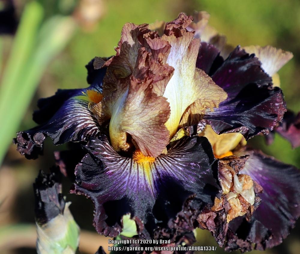 Photo of the bloom of Tall Bearded Iris (Iris 'Mixed Signals') posted by ARUBA1334 - Garden.org