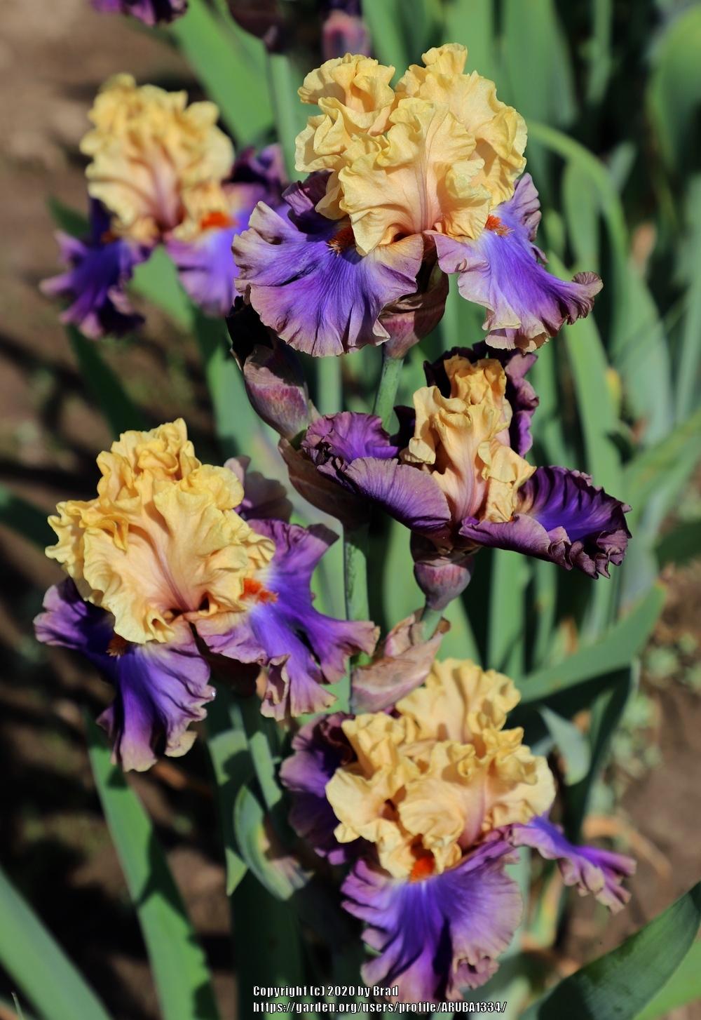 Photo of the bloom of Tall Bearded Iris (Iris 'True Colors') posted by ...