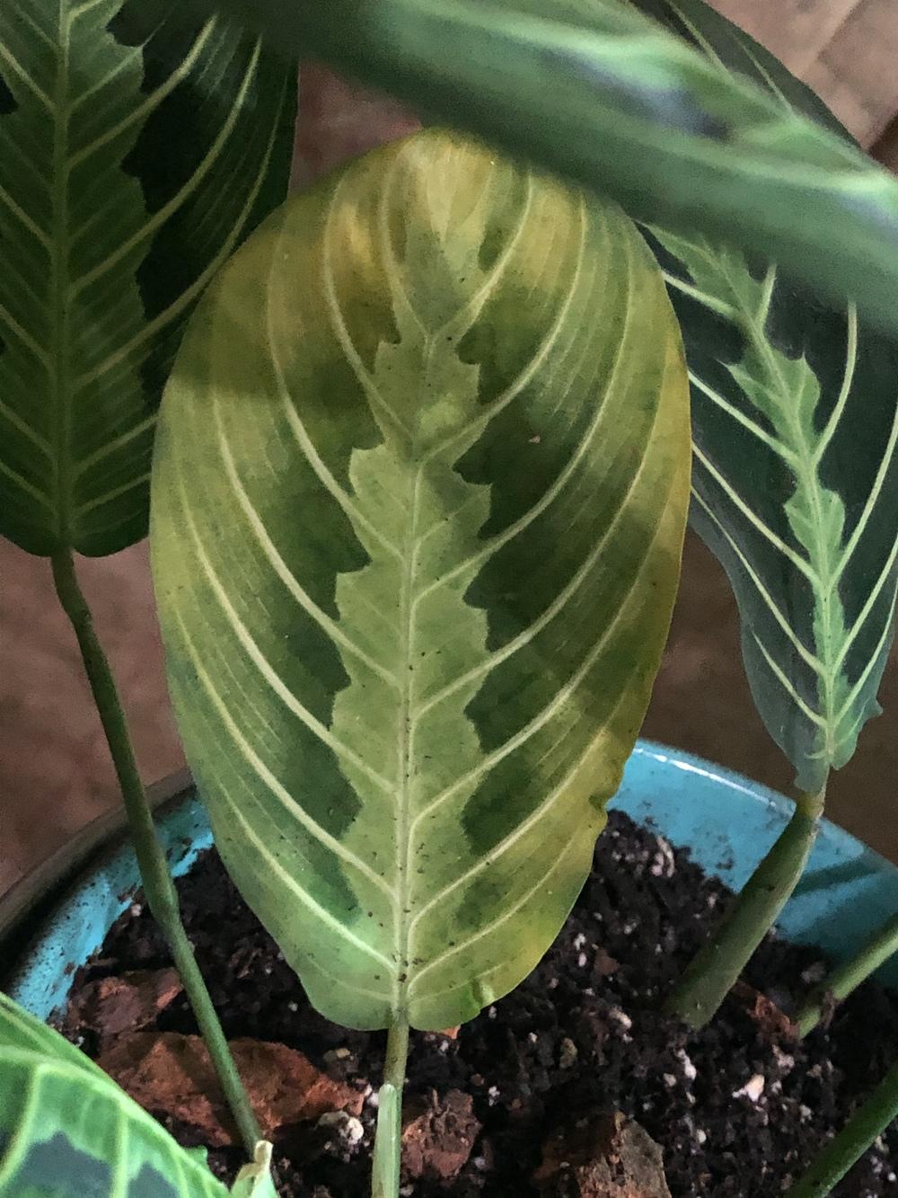 Lemon Lime Maranta Yellow leaves in the Ask a Question forum - Garden.org