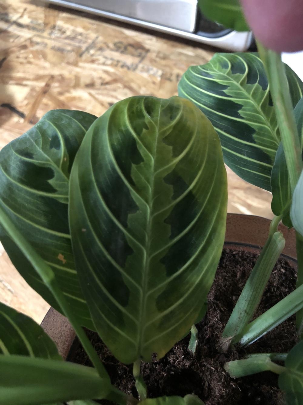 Lemon Lime Maranta Yellow leaves in the Ask a Question forum - Garden.org