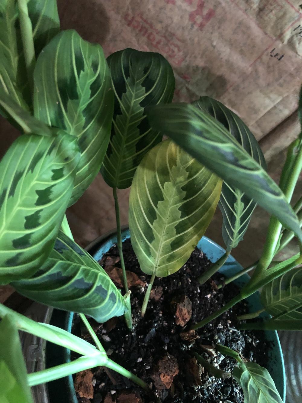 Lemon Lime Maranta Yellow leaves in the Ask a Question forum - Garden.org