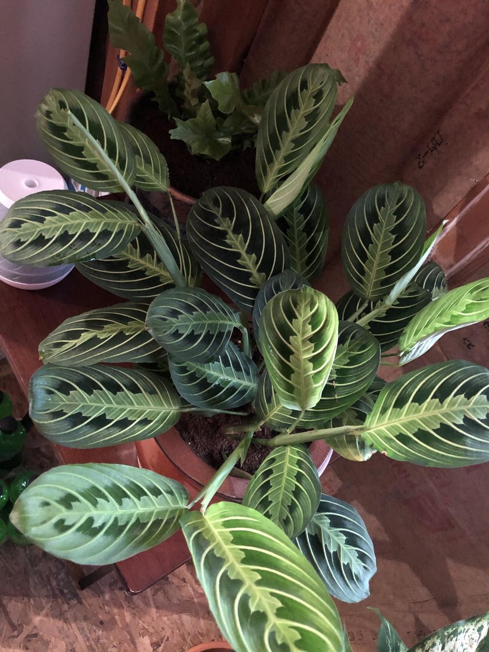 Lemon Lime Maranta Yellow leaves in the Ask a Question forum - Garden.org