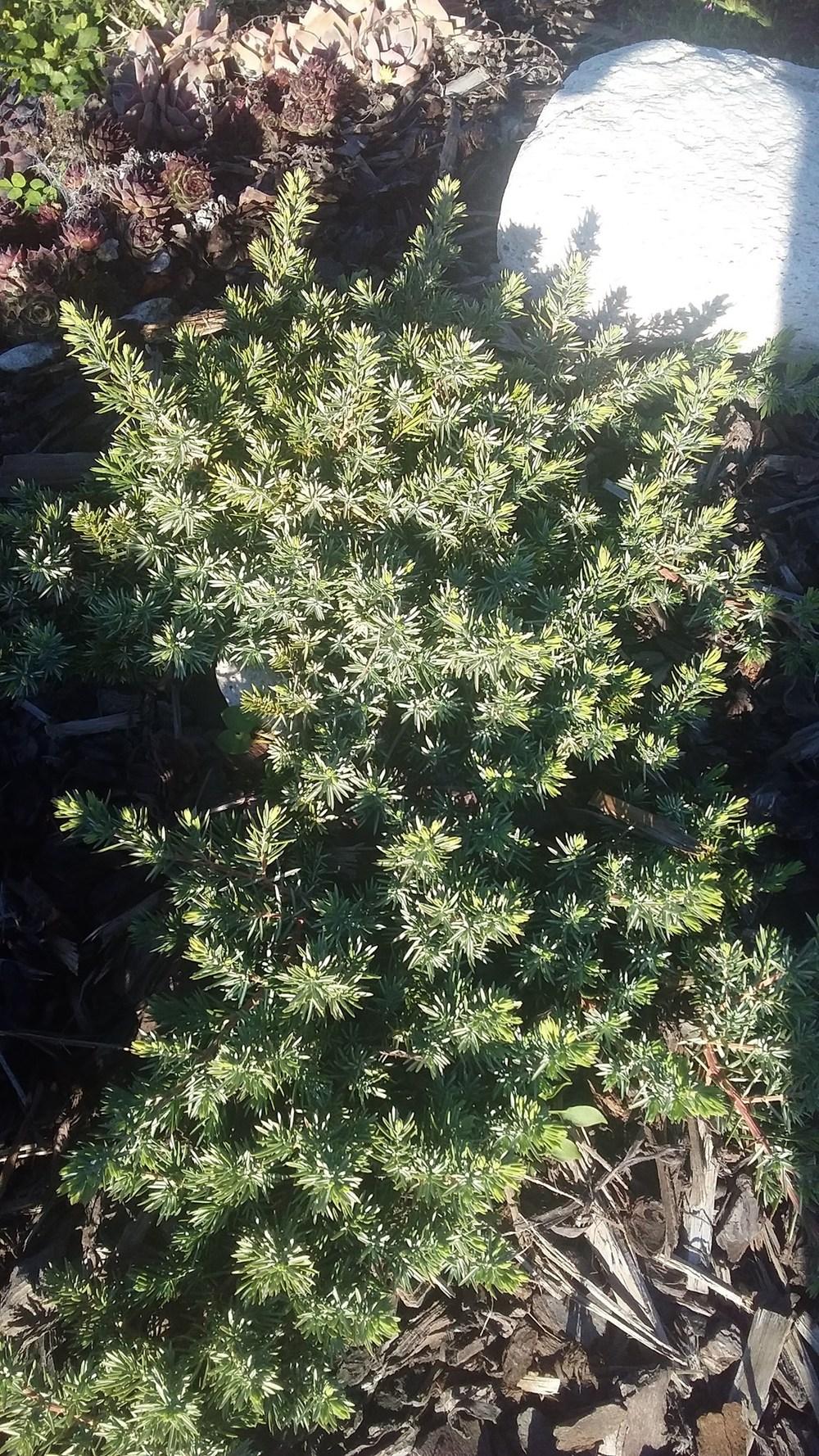 Photo of the entire plant of Shore Juniper (Juniperus rigida subsp ...