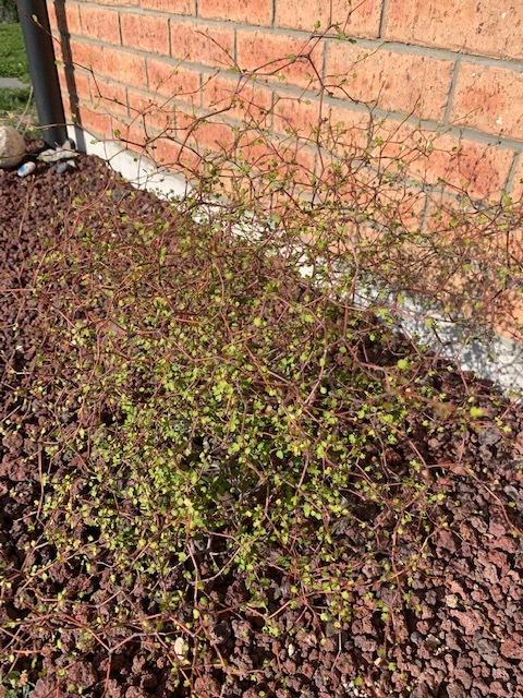 Shrubby Tororaro photo in Photo of Shrubby Tororaro (Muehlenbeckia ...