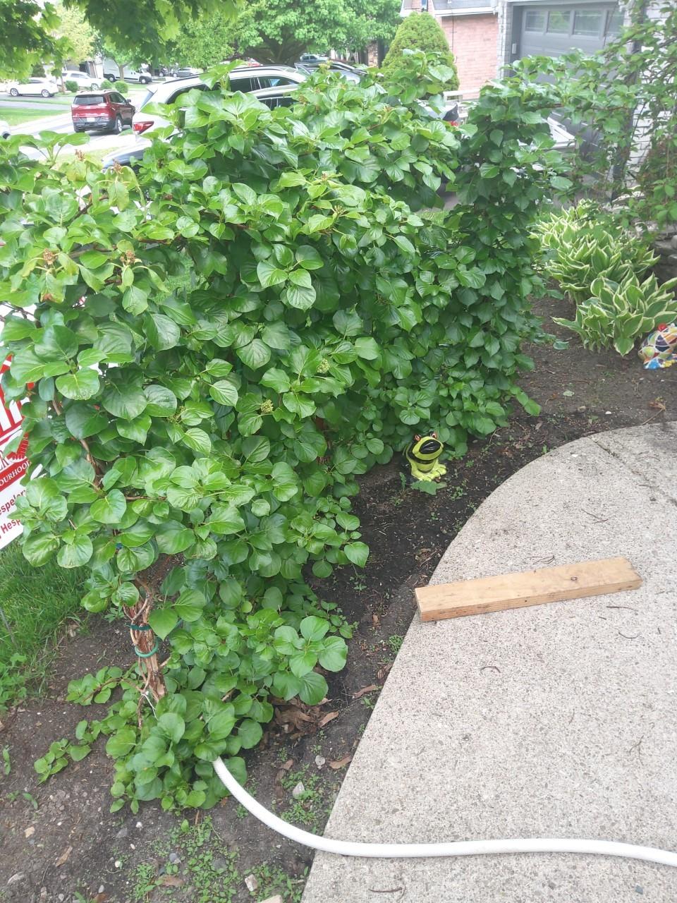 top most buds are burning in the Hydrangeas forum - Garden.org