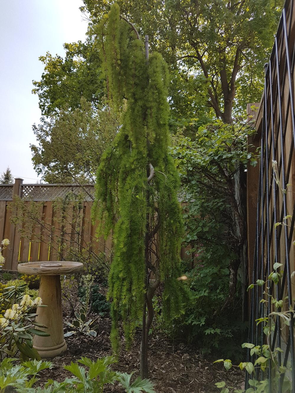 Photo of the entire plant of Weeping Larch (Larix decidua 'Pendula ...