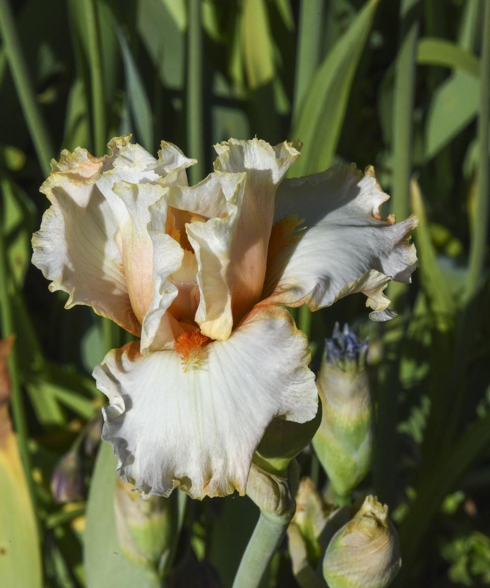Tall Bearded Iris (Iris 'Sexy Lady') in the Irises Database - Garden.org