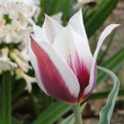 Single Early Tulip (Tulipa 'Lac van Rijn') in the Tulips Database ...