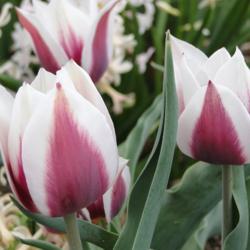 Single Early Tulip (Tulipa 'Lac van Rijn') in the Tulips Database ...