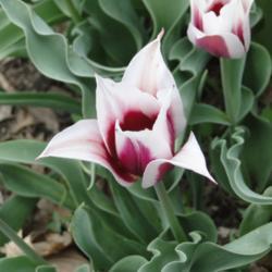 Single Early Tulip (Tulipa 'Lac van Rijn') in the Tulips Database ...