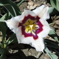 Single Early Tulip (Tulipa 'Lac van Rijn') in the Tulips Database ...