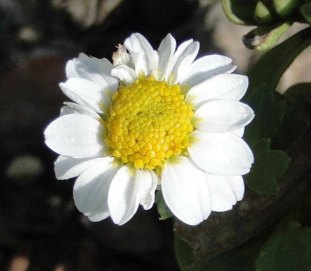 Chrysanthemum arcticum subsp. maekawanum - Garden.org