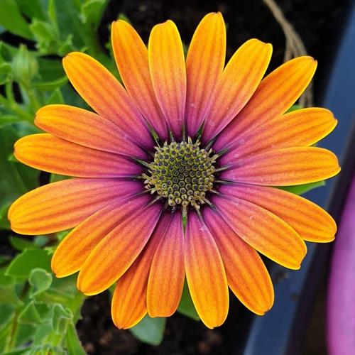 African Daisy (Dimorphotheca ecklonis Zion™ Purple Sun) - Garden.org