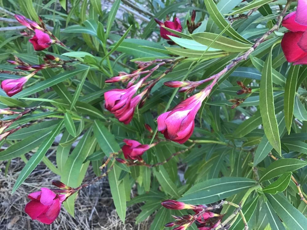 Oleanders: Plant Care and Collection of Varieties - Garden.org