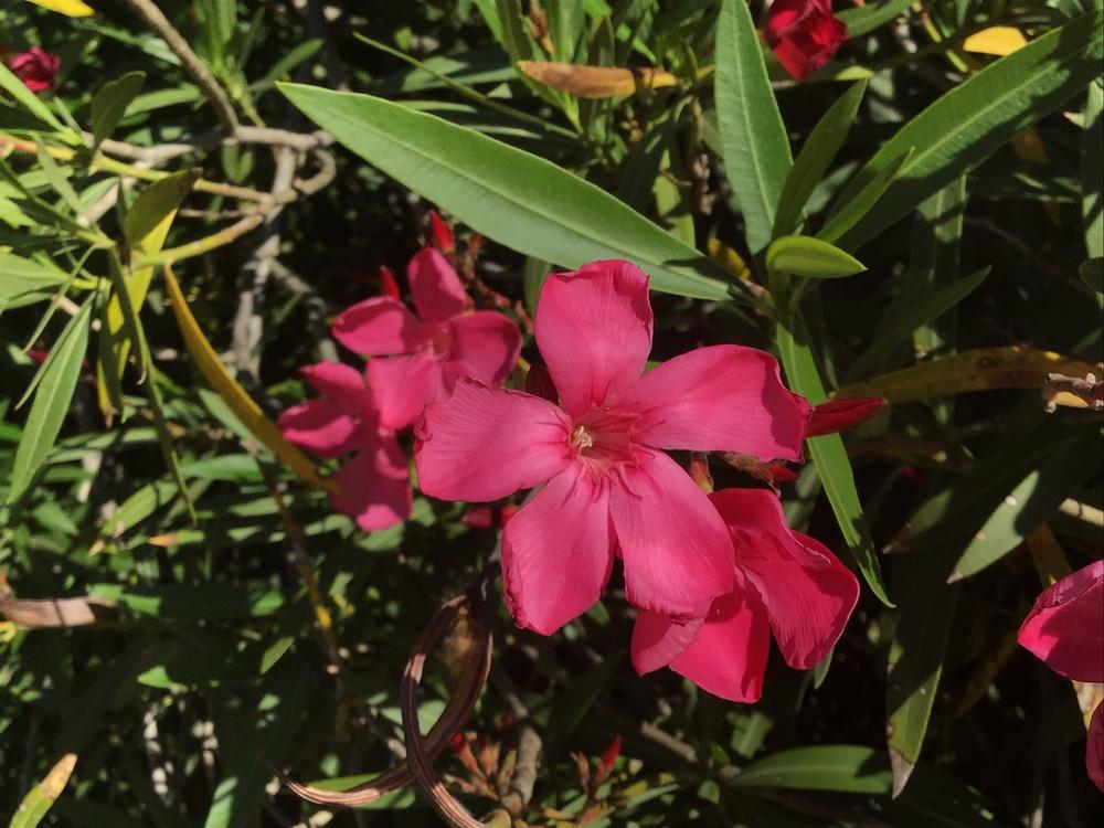 Oleanders: Plant Care and Collection of Varieties - Garden.org