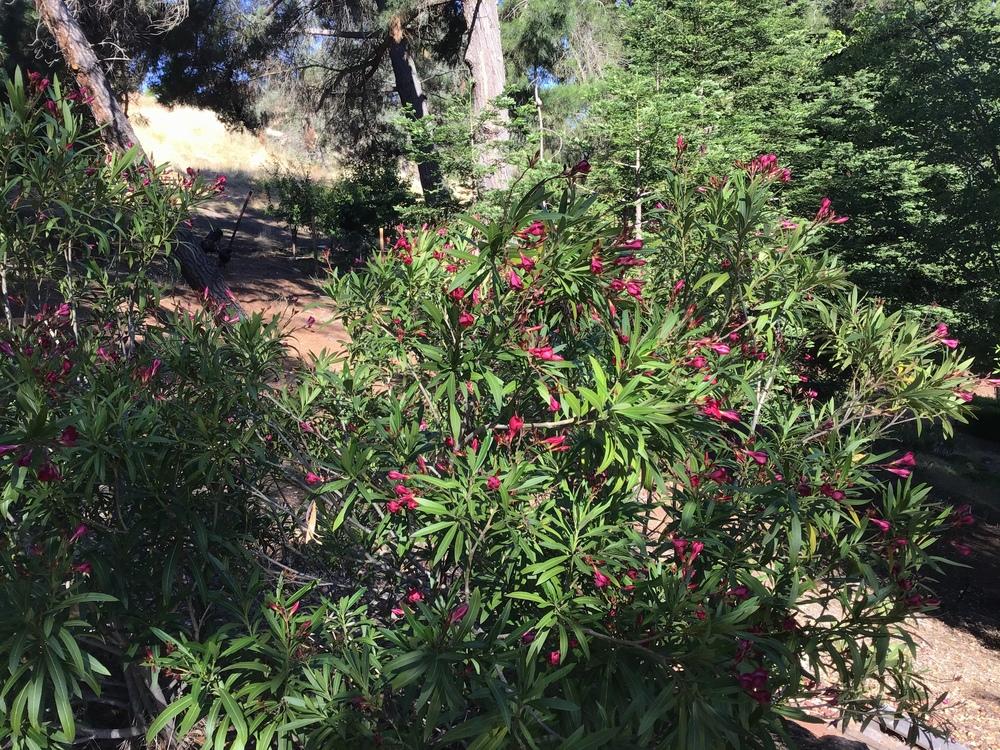 Oleanders: Plant Care and Collection of Varieties - Garden.org