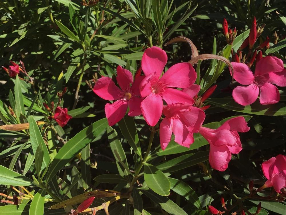 Oleanders: Plant Care and Collection of Varieties - Garden.org