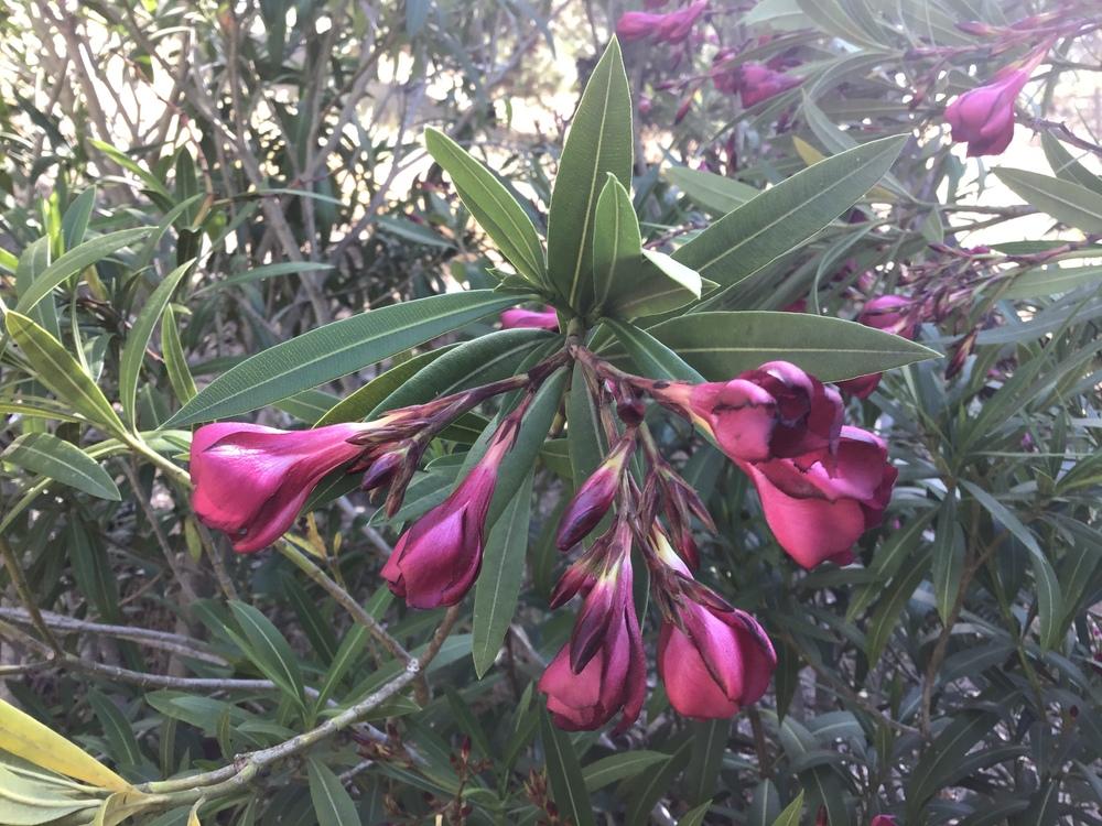 Oleanders: Plant Care and Collection of Varieties - Garden.org