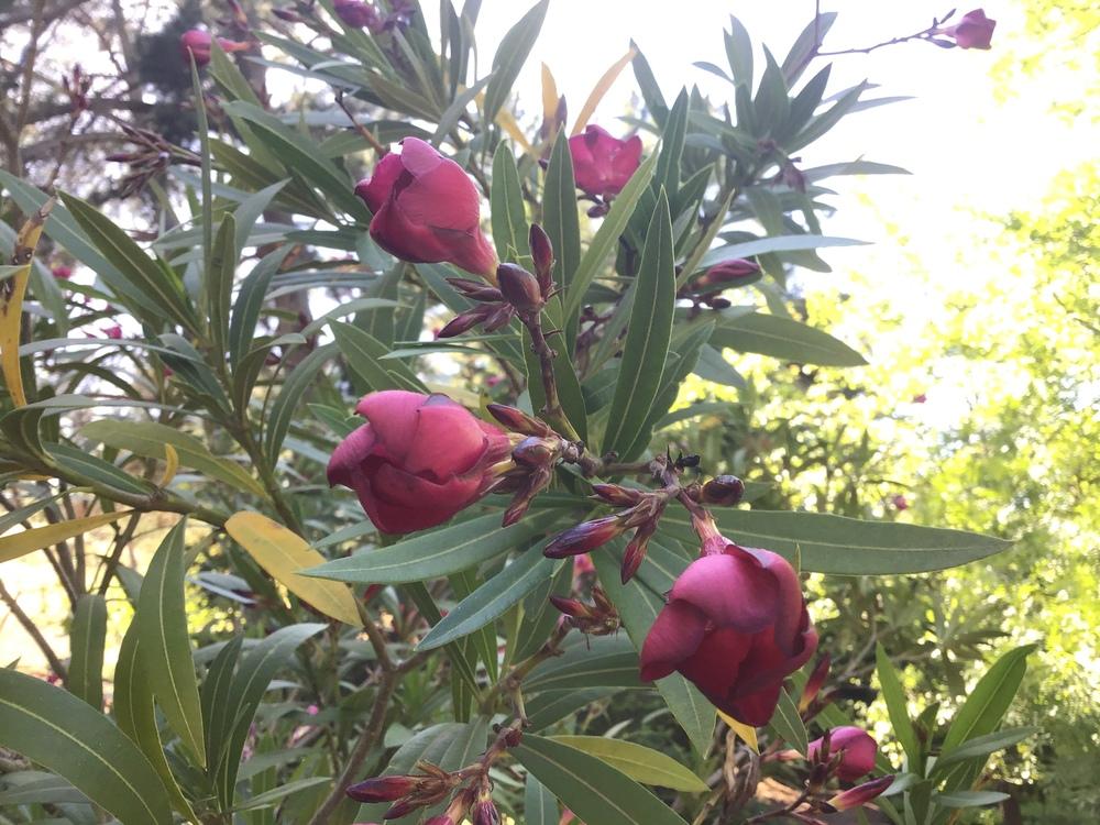 Oleanders: Plant Care and Collection of Varieties - Garden.org