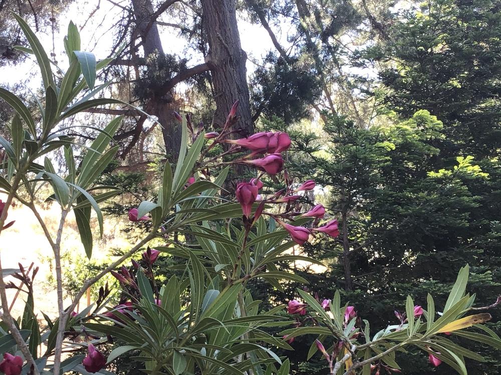 Oleanders: Plant Care and Collection of Varieties - Garden.org