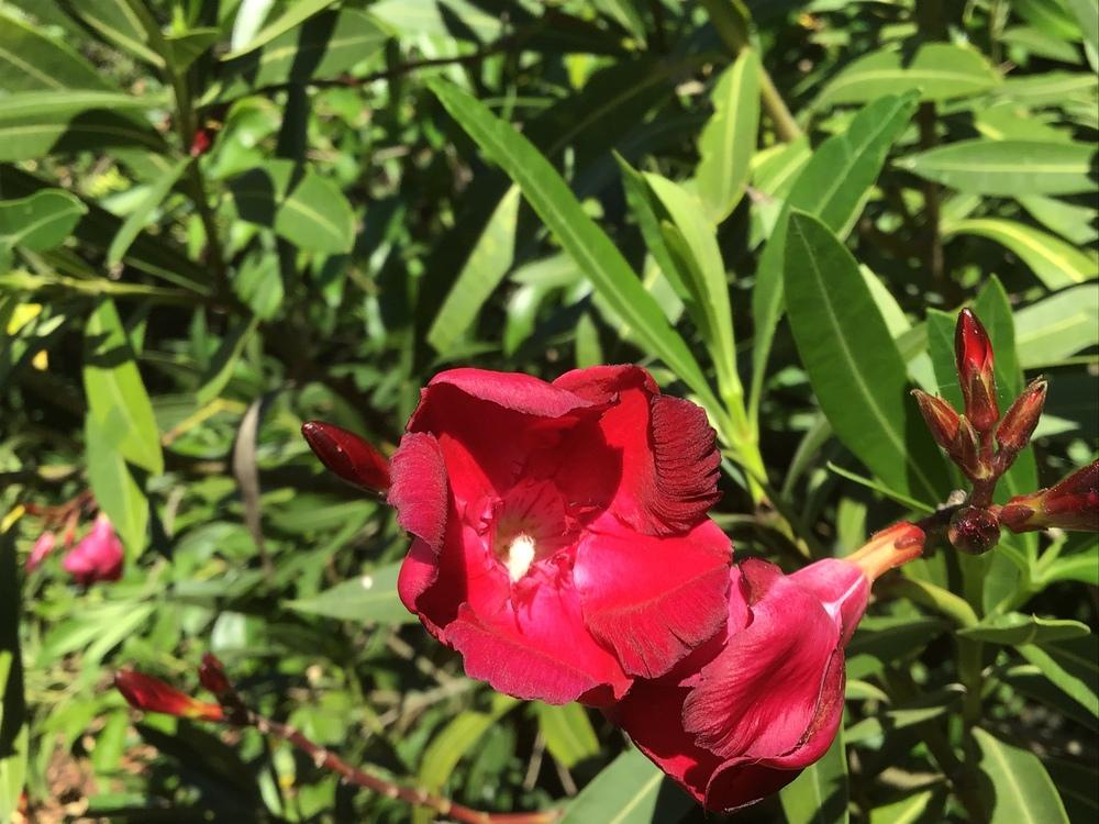 Oleanders: Plant Care and Collection of Varieties - Garden.org