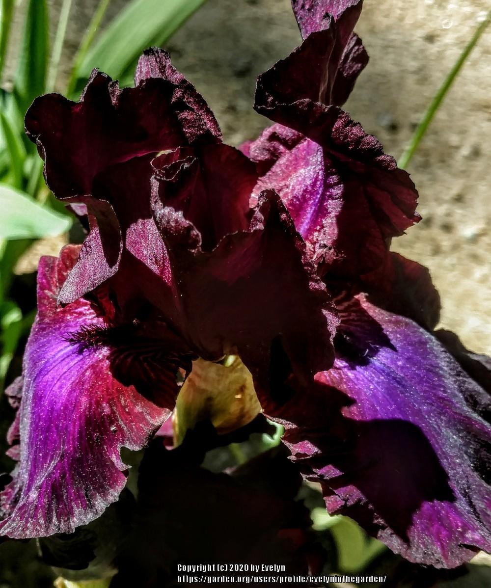 Photo of the bloom of Tall Bearded Iris (Iris 'Grape Expectations ...