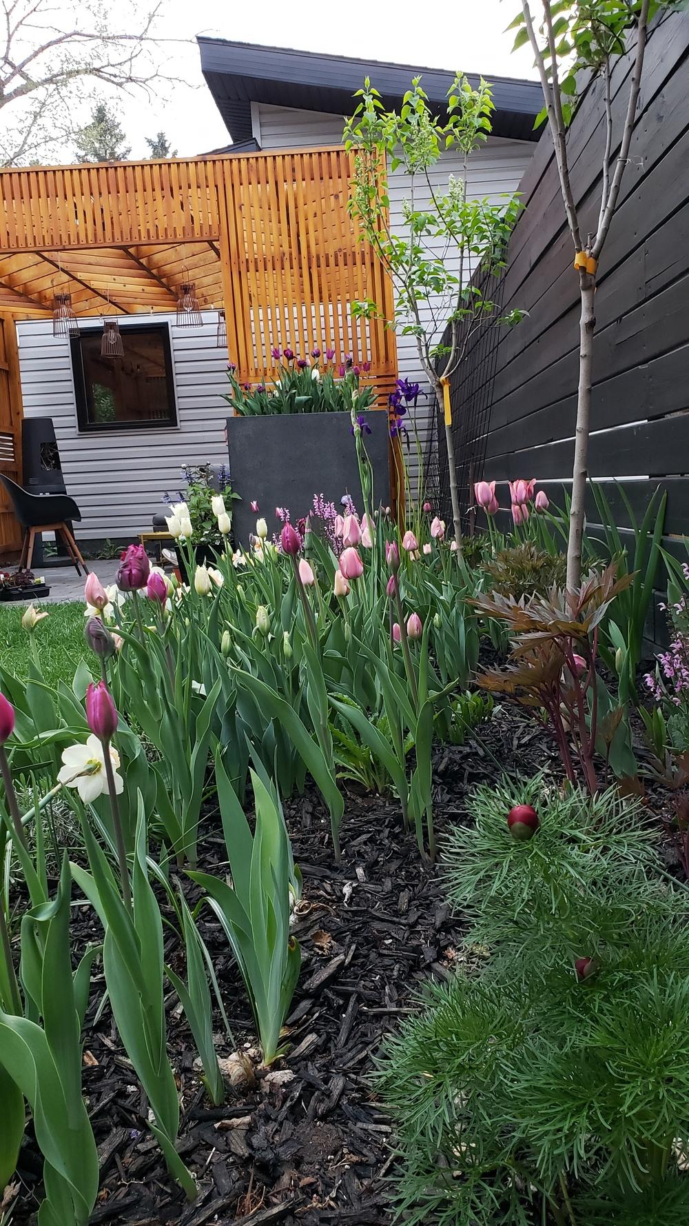 Signs of Spring 2020 in the Peonies forum - Garden.org