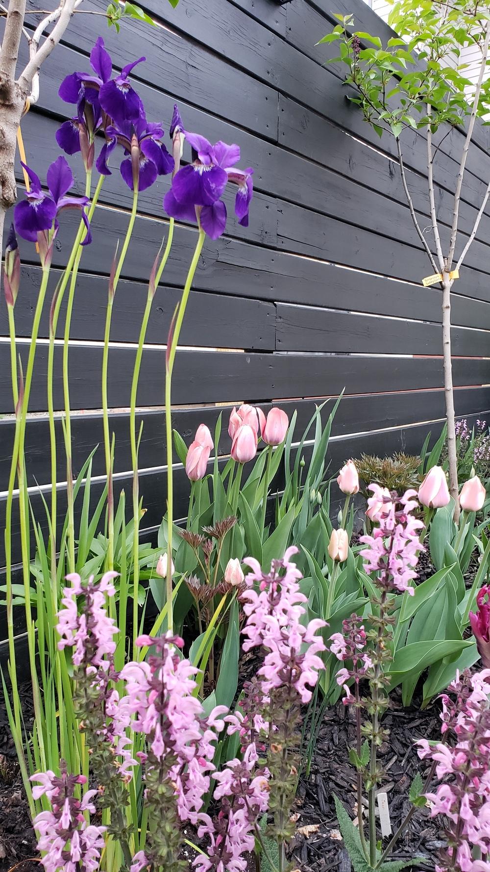 Signs of Spring 2020 in the Peonies forum - Garden.org