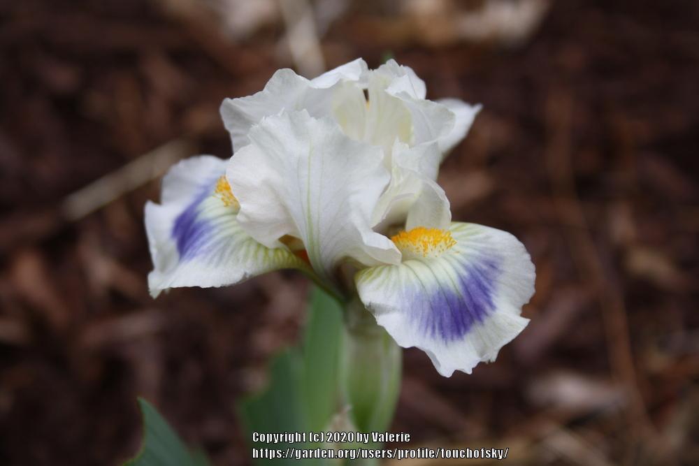 Miniature Dwarf Bearded Iris (Iris 'Alas') in the Irises Database ...